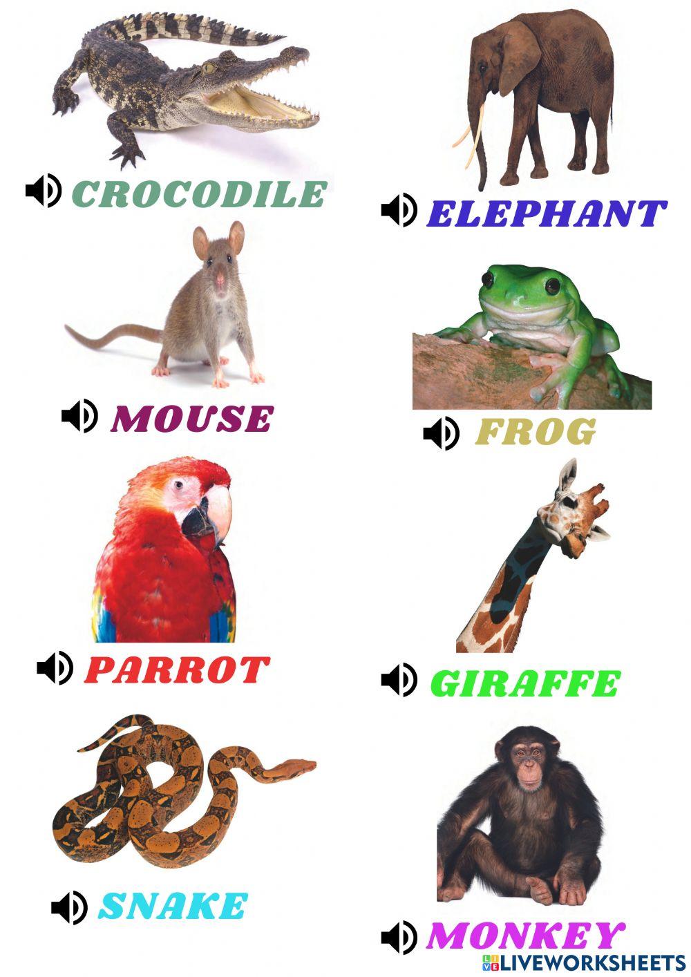 The sore paw animals worksheet | Live Worksheets