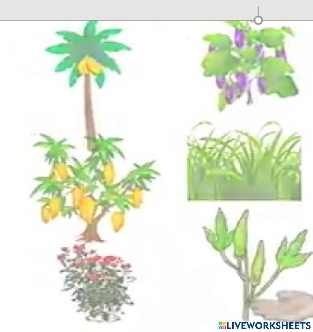 Mga halaman na may kapakinabangan worksheet | Live Worksheets