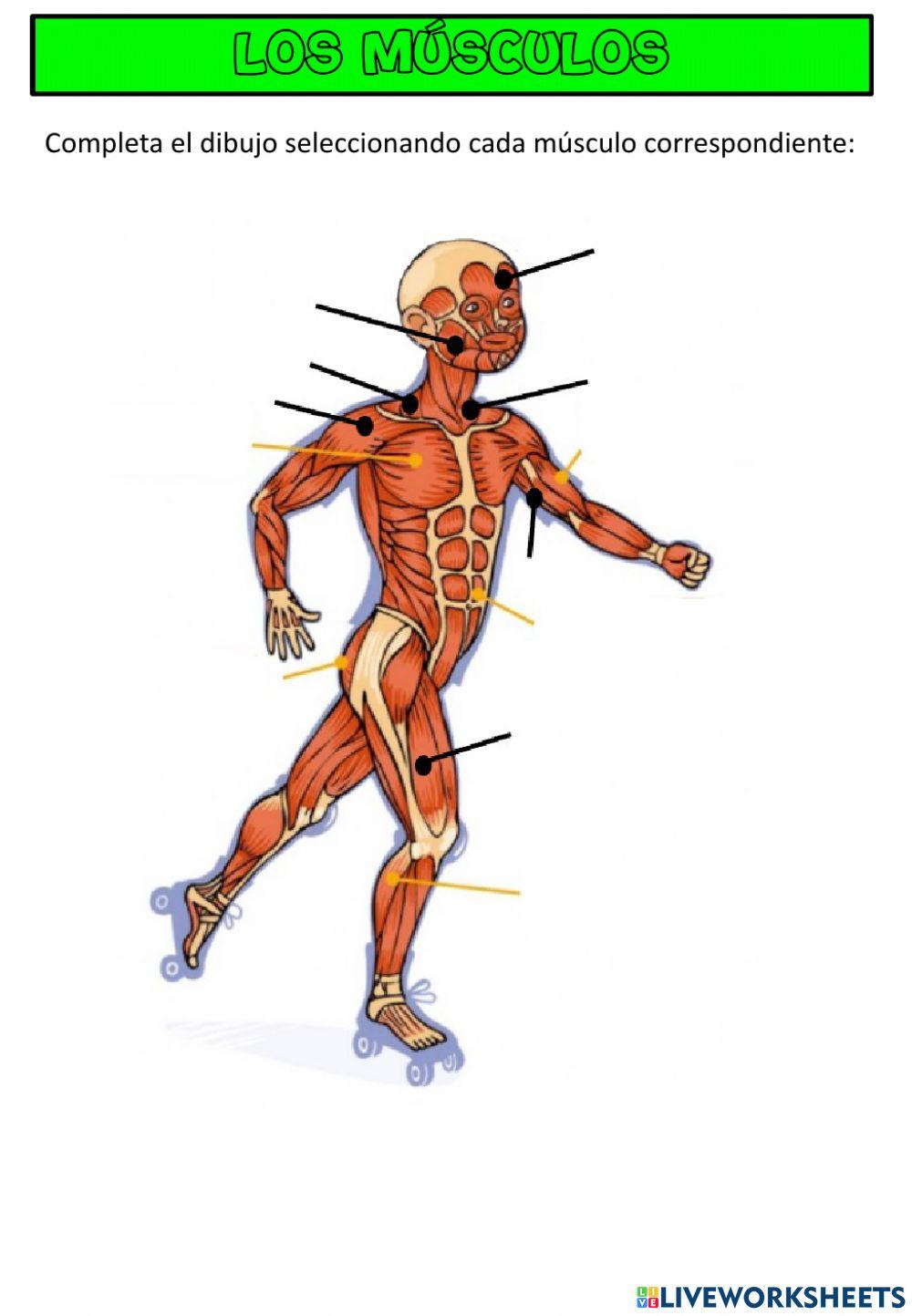 Los músculos | Free Interactive Worksheets | 2019500
