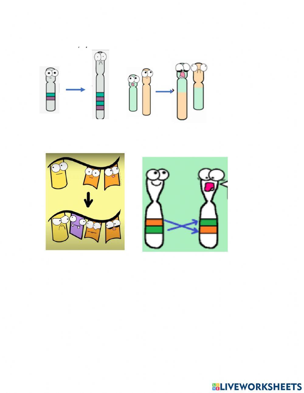 Mutation Quiz online exercise for | Live Worksheets