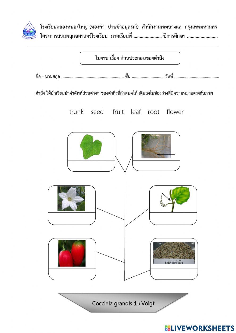 Parts of Ivy god worksheet | Live Worksheets