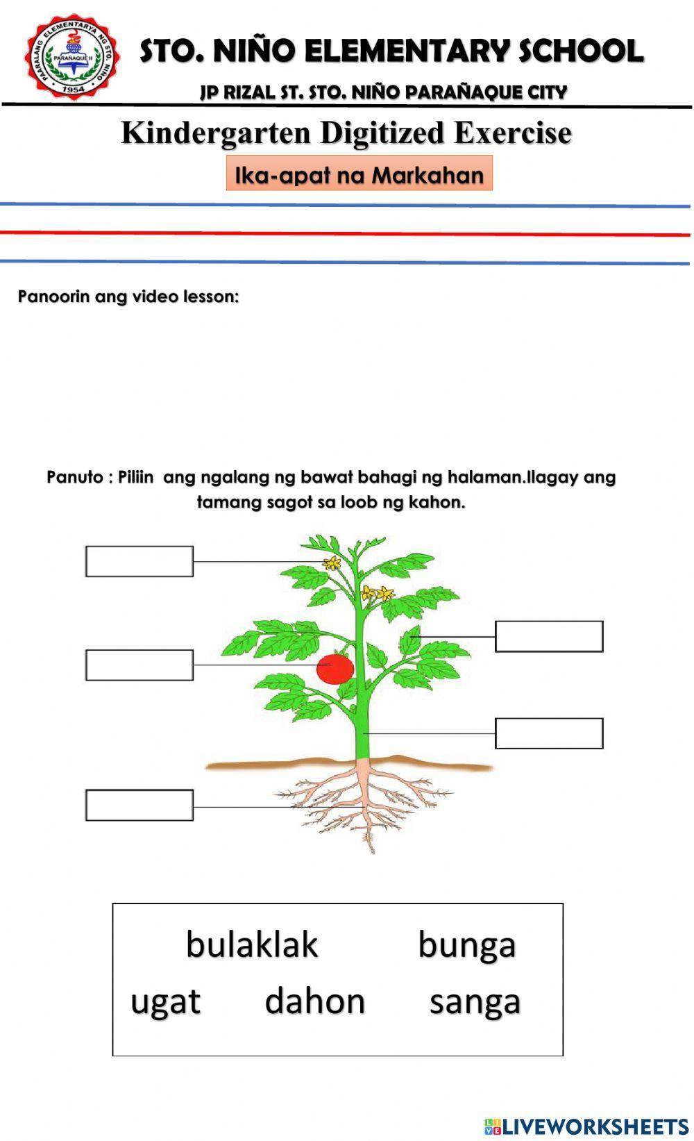 Parts Of The Plants Tagalog Mga Bahagi Ng Halaman Doo