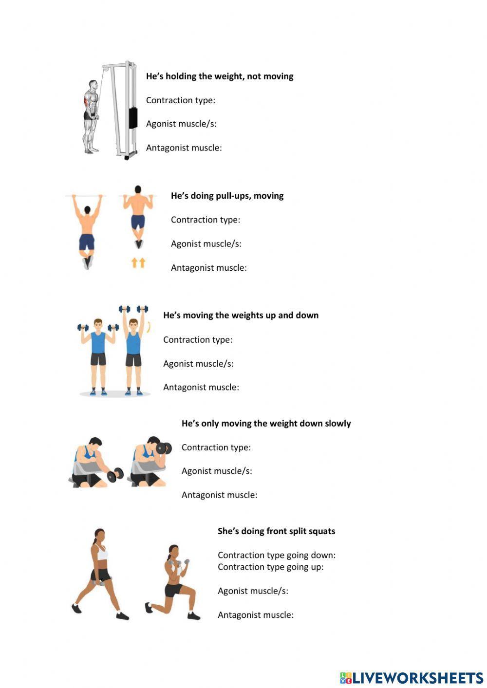 Muscle pairs and contraction types worksheet | Live Worksheets