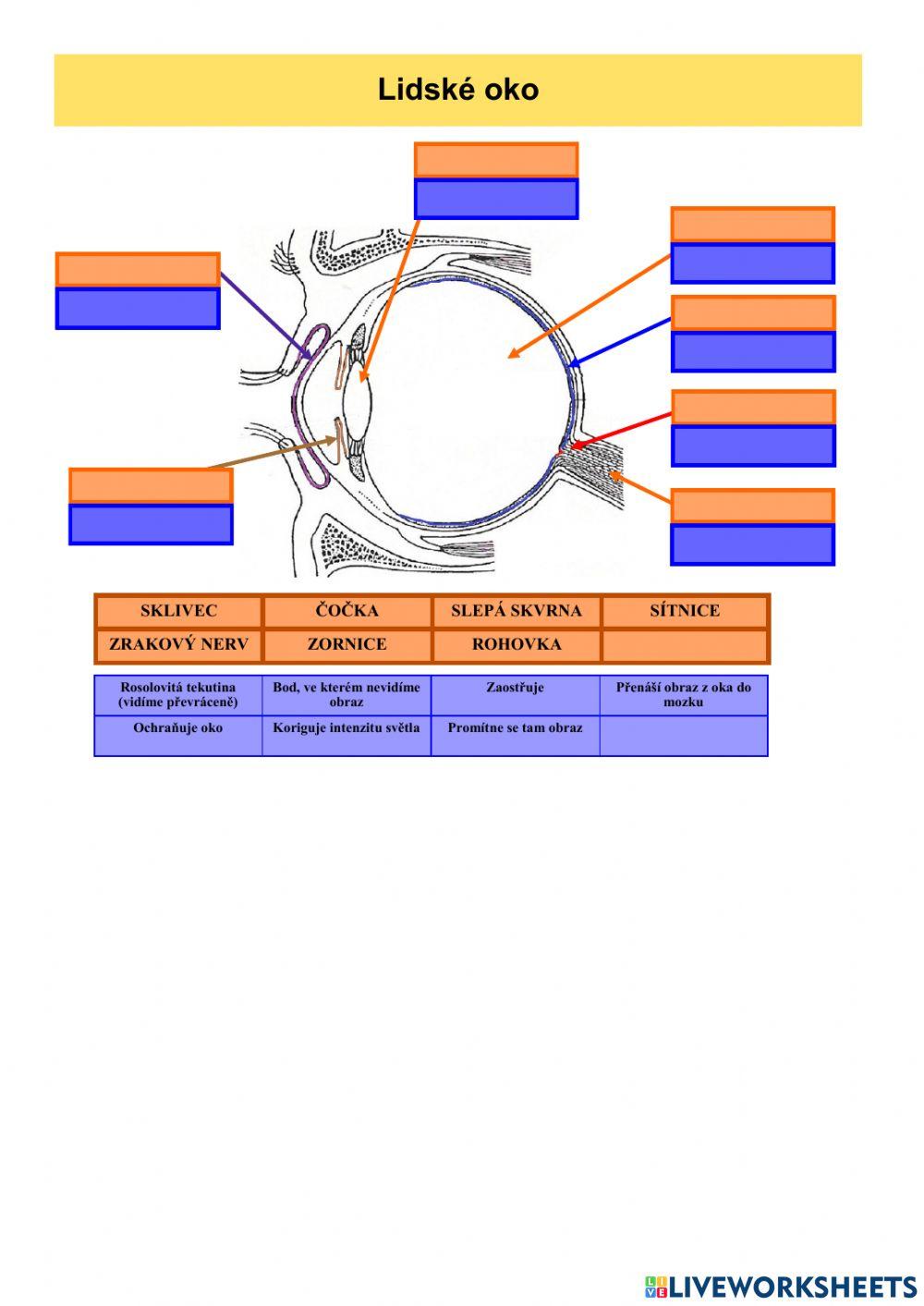 Optika - lidské… | Free Interactive Worksheets | 2023535