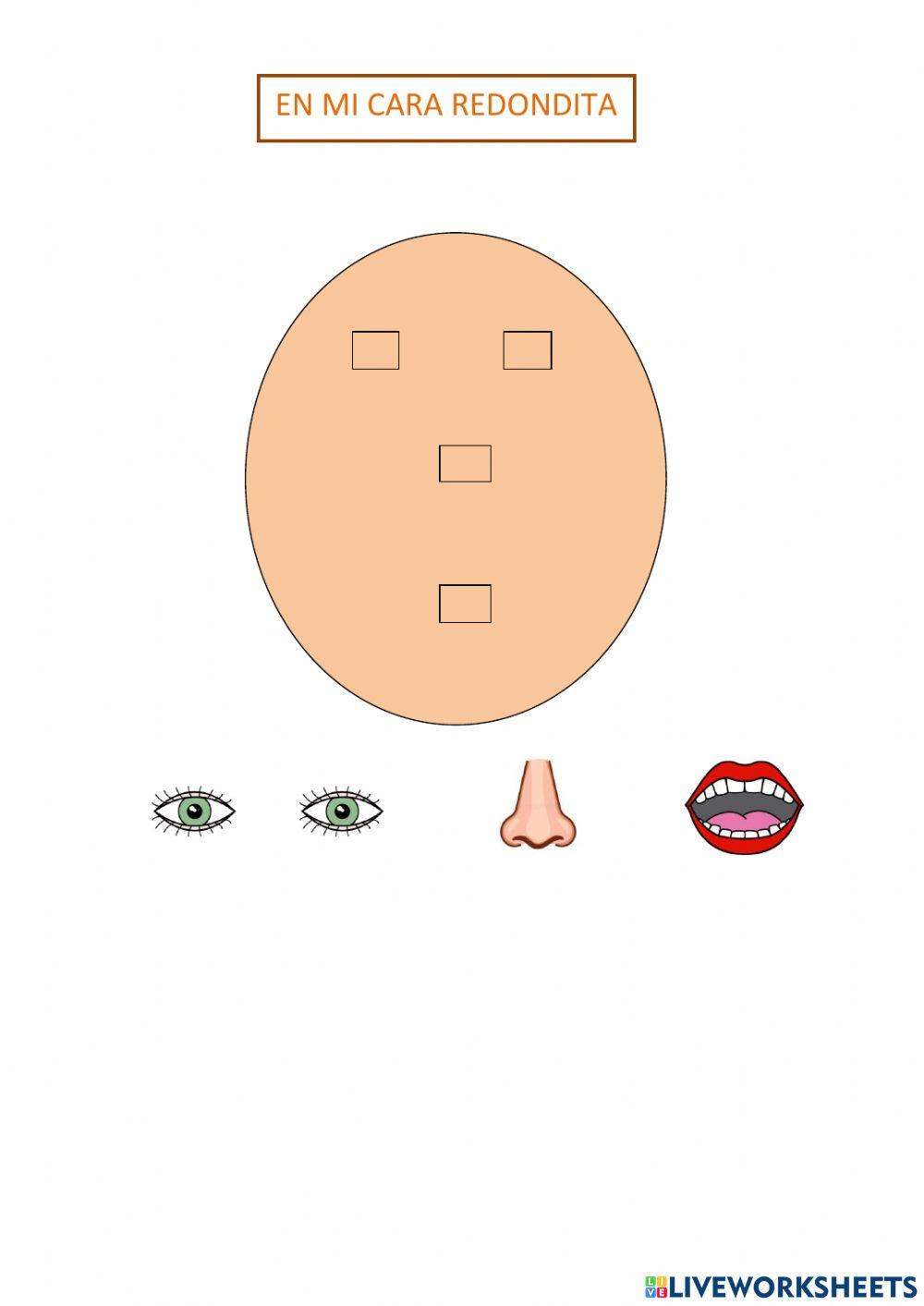 En mi cara redondita worksheet | Live Worksheets