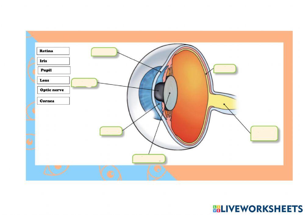 Sight worksheet for 5 | Live Worksheets