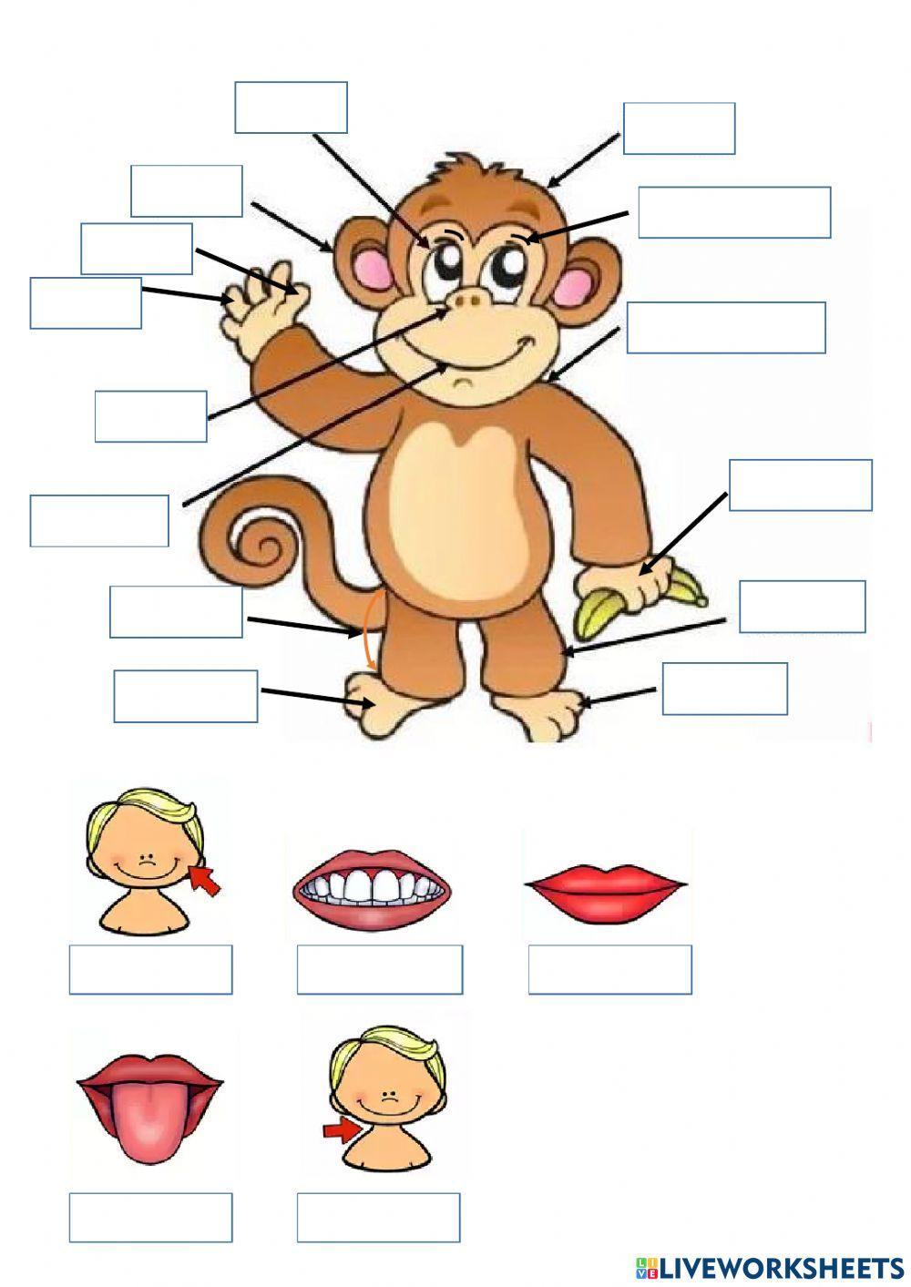 Bosy Parts worksheet | Live Worksheets