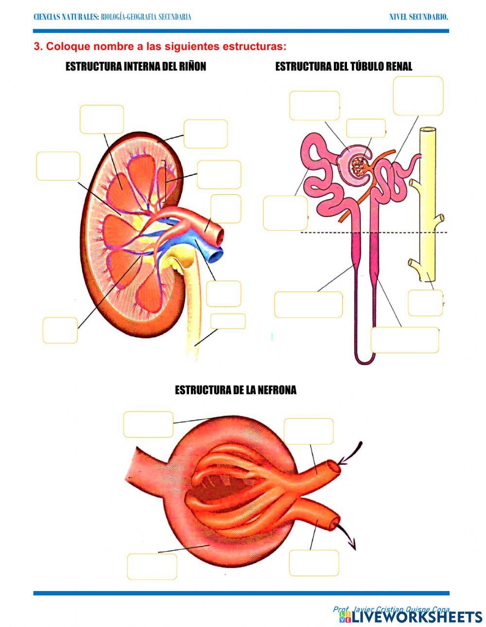 13. mecanismos de excresion y anatomía del aparato urinario. worksheet ...