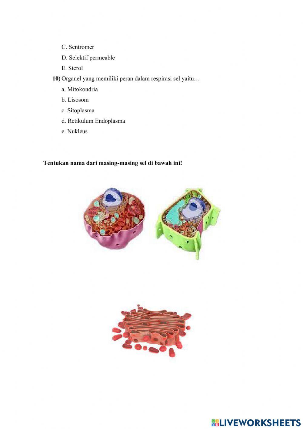 Materi Biologi dan Latihan Soal Sel worksheet | Live Worksheets