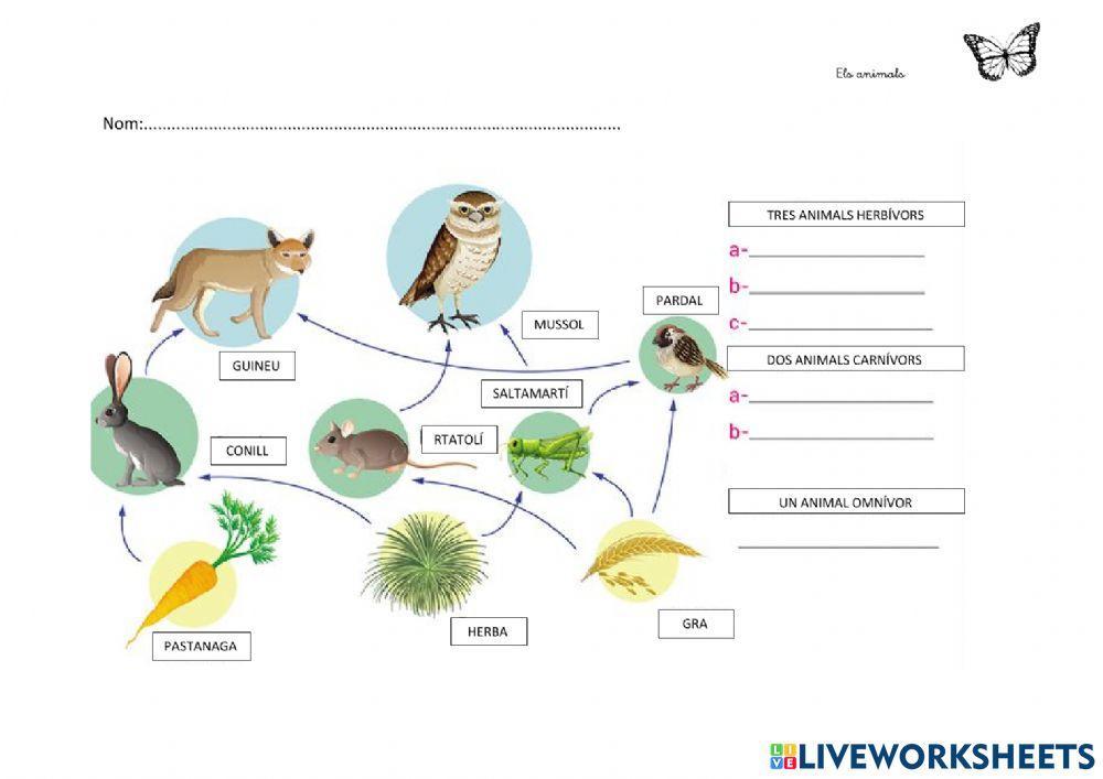 Els animals 3 worksheet | Live Worksheets