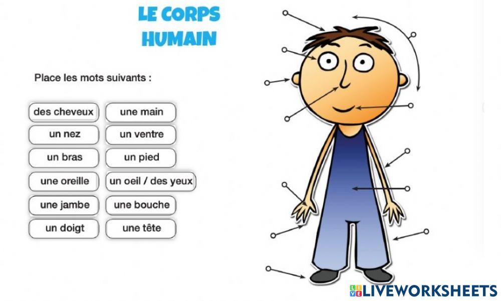 Le corps humain online exercise for | Live Worksheets