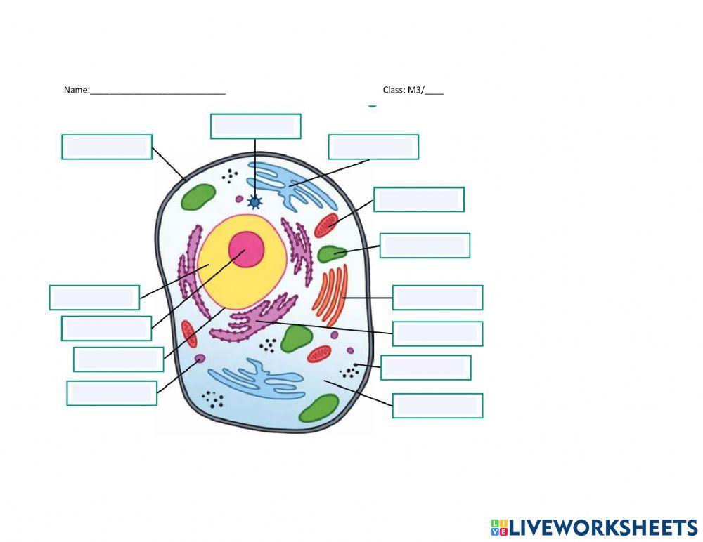 Cells 4208291 | butziphone | Live Worksheets
