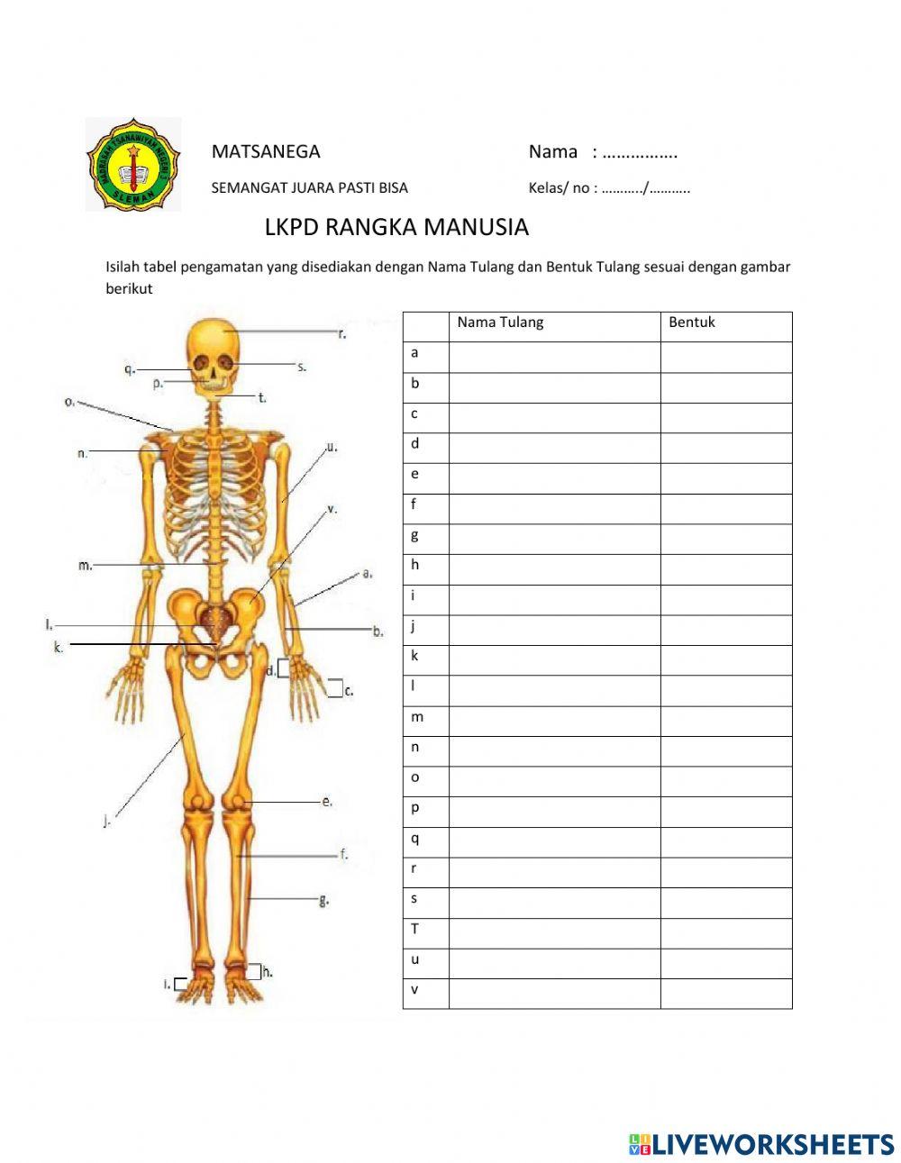 Sistem Rangka exercise for kls 8 | Live Worksheets