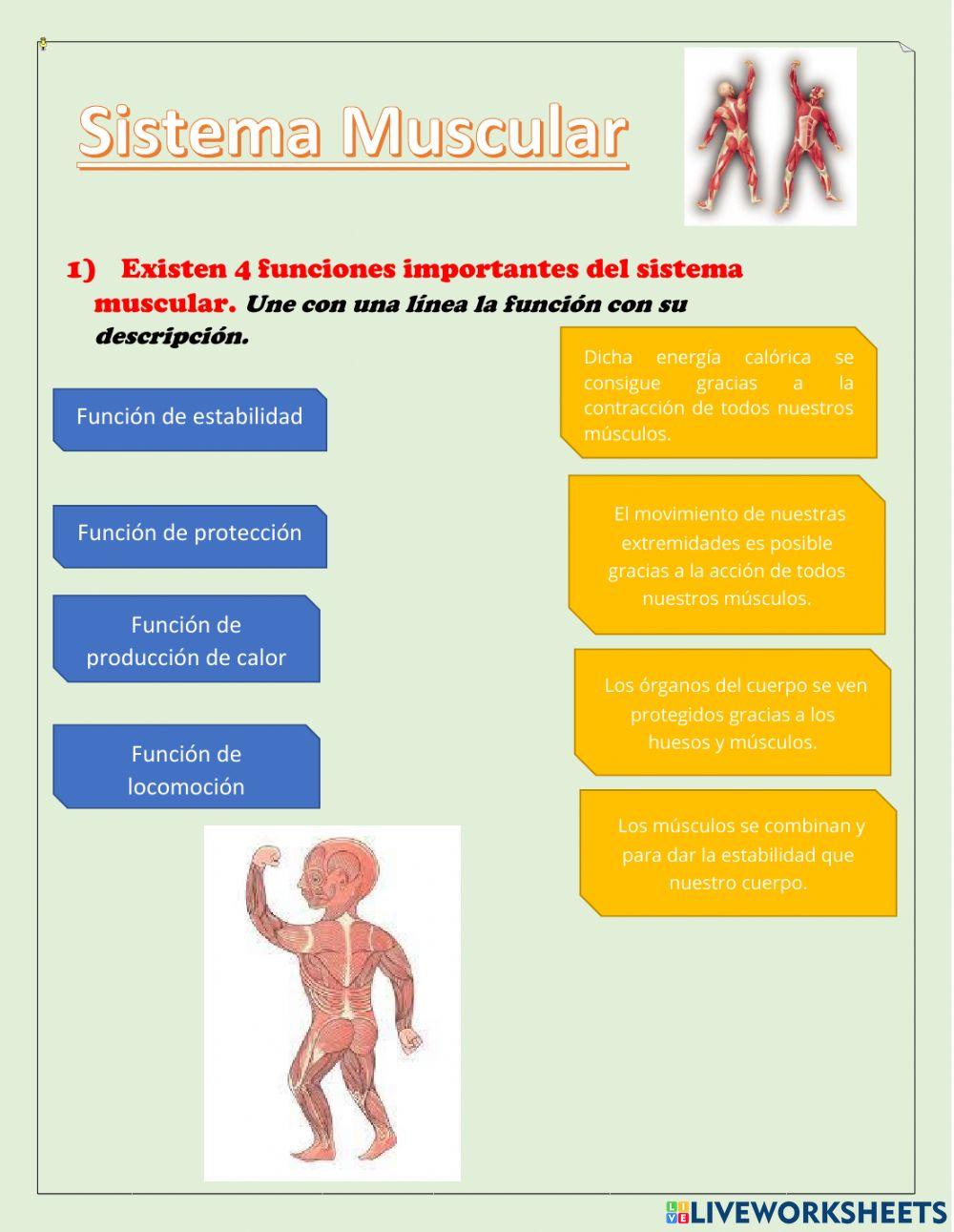 Los músculos online worksheet for tercer grao | Live Worksheets