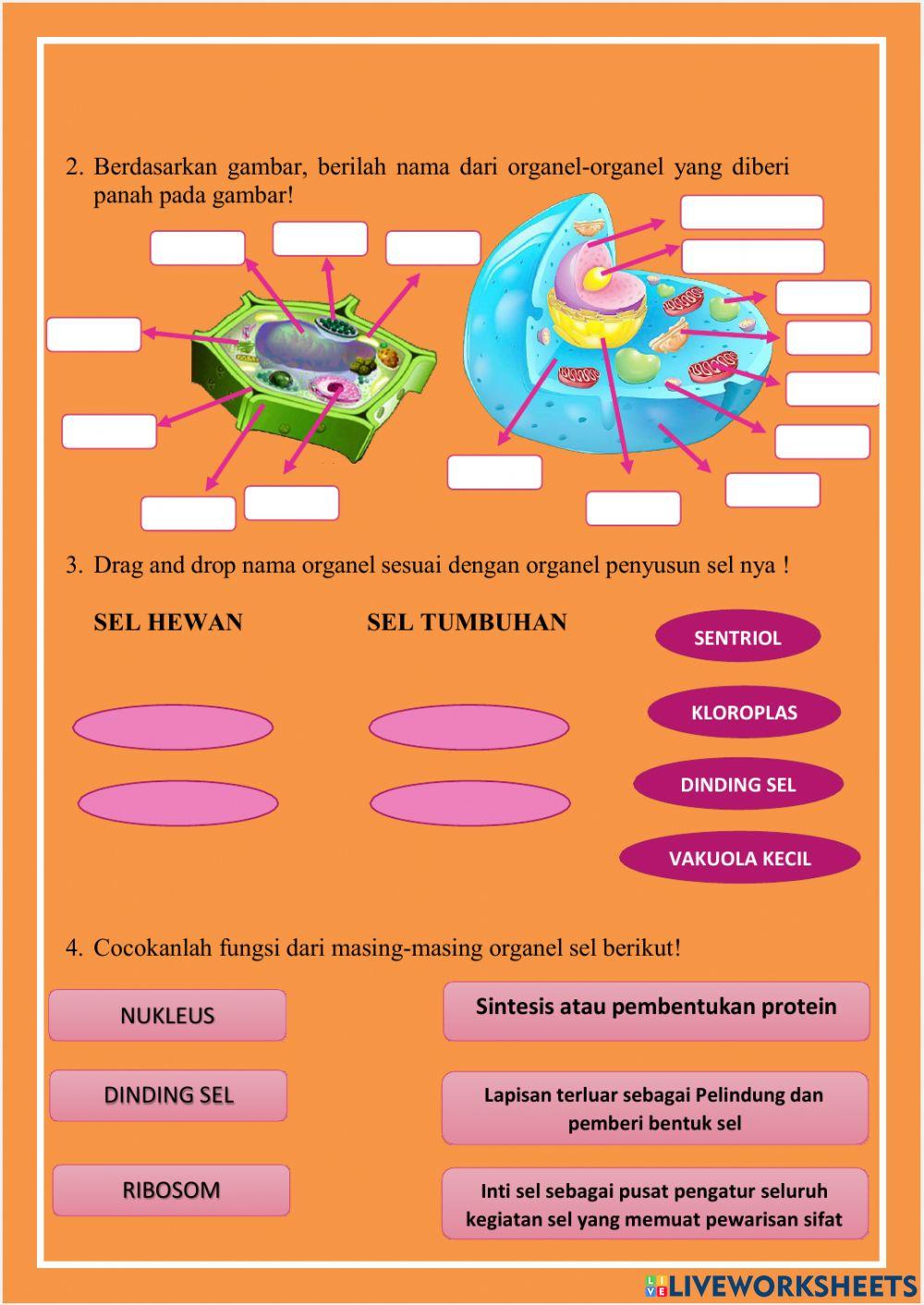 Lkpd sel hewan … | Free Interactive Worksheets | 2086287
