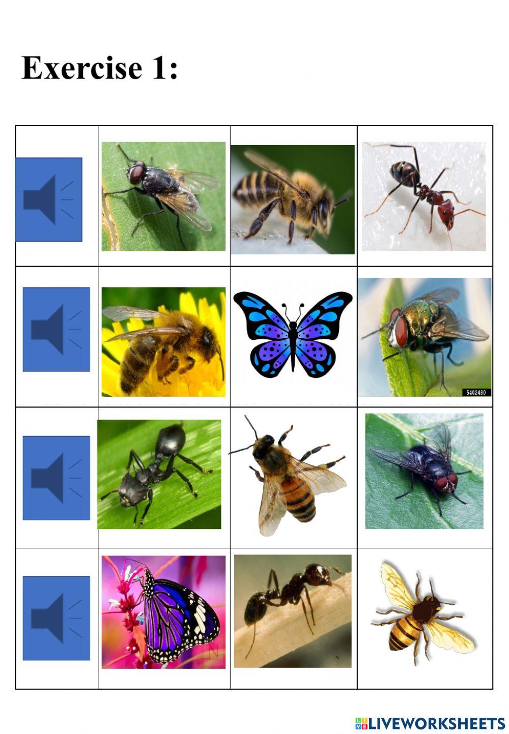 Insects online exercise for 5 | Live Worksheets