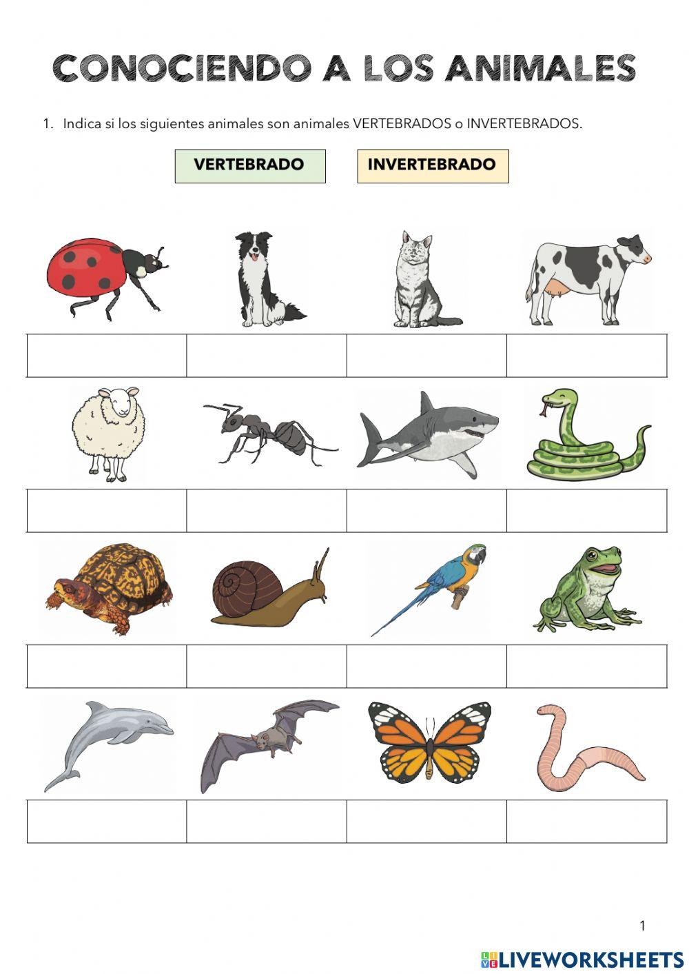 Vertebrados e invertebrados recuperación worksheet | Live Worksheets