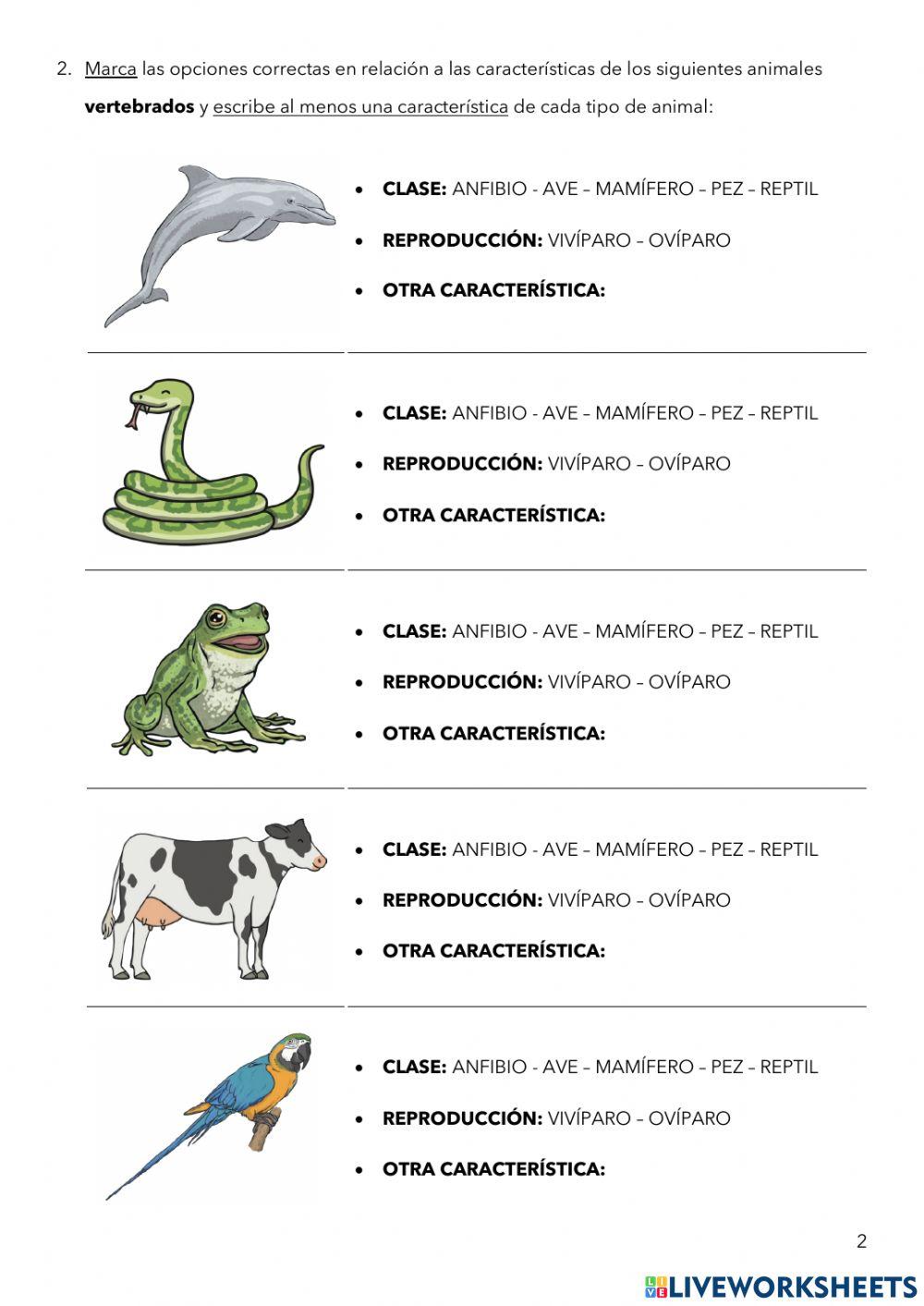 Vertebrados e invertebrados recuperación worksheet | Live Worksheets