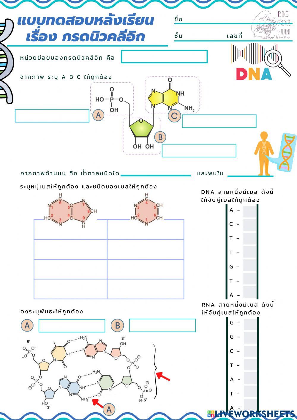 3611443 | biology | Atchara Kidtaku | LiveWorksheets