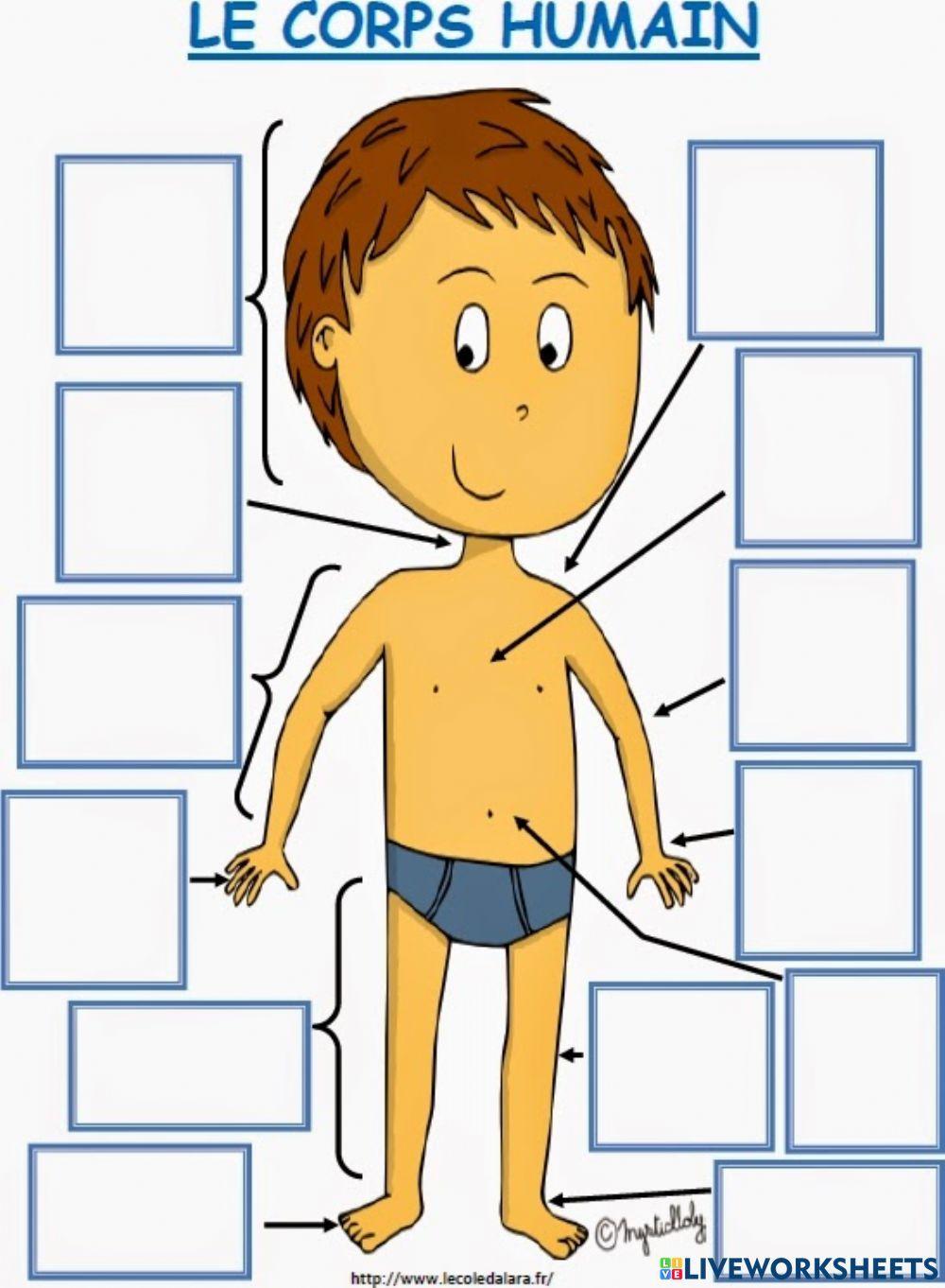 Le corps humain masa worksheet | Live Worksheets