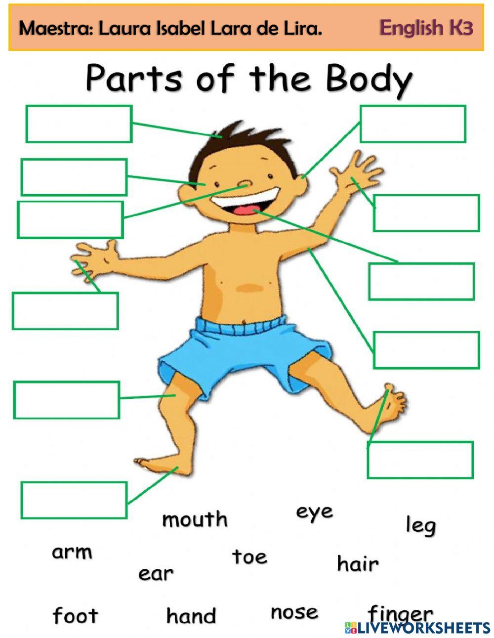 Body Parts Preschool online exercise for | Live Worksheets