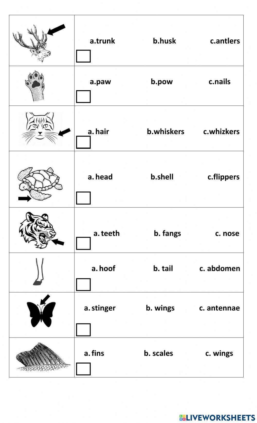 Animal Body Parts Exercises online exercise for | Live Worksheets