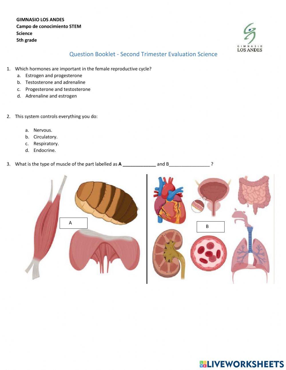 Eval interactive worksheet | Live Worksheets