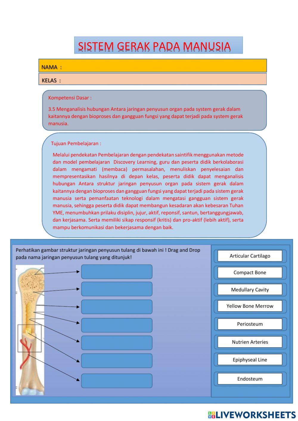 Lkpd Sistem Gerak Interactive Worksheet For Xi - Riset Lkpd Sistem Gerak Interactive Worksheet For Xi - Riset