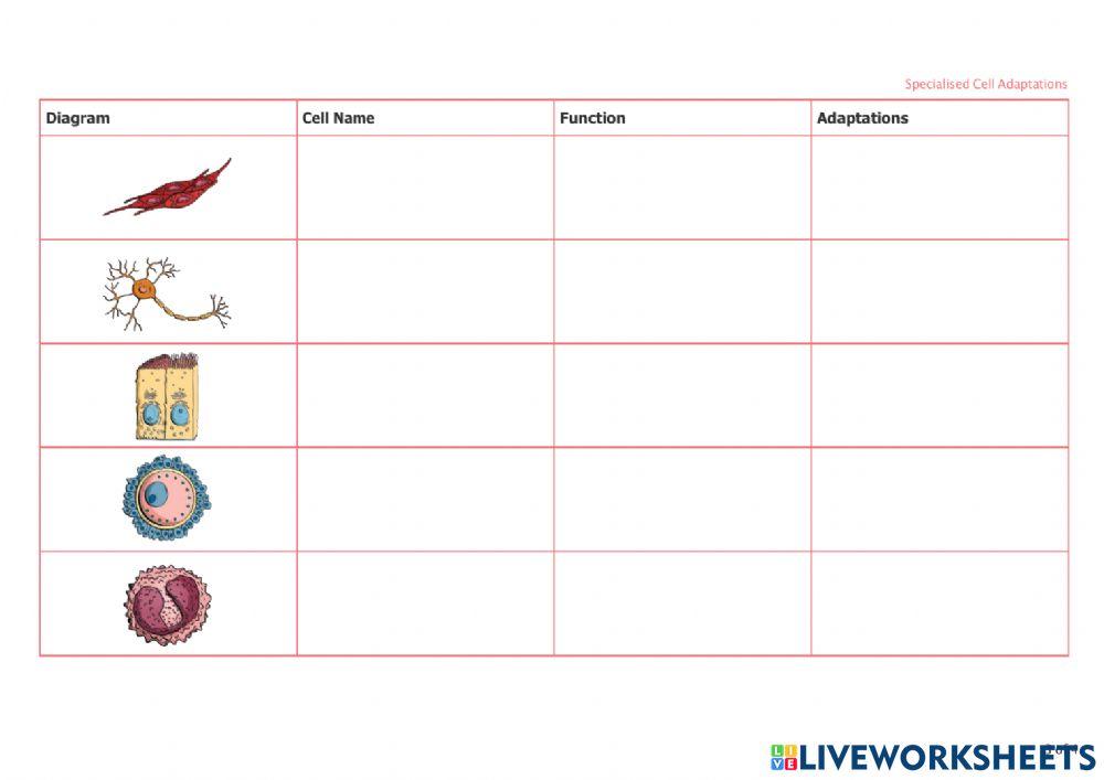 specialised cell online exercise for | Live Worksheets