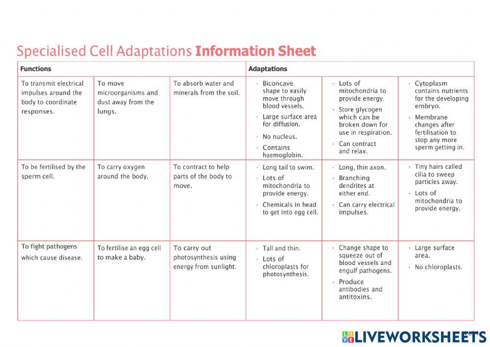 specialised cell online exercise for | Live Worksheets