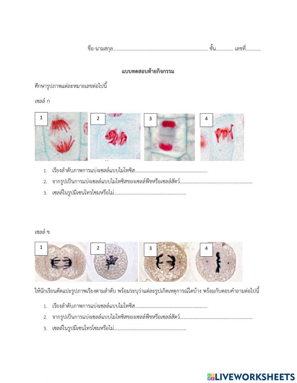 Mitosis online exercise for | Live Worksheets