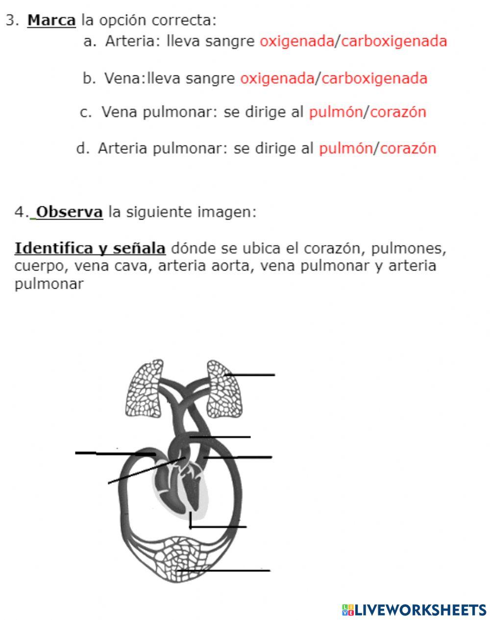 Sistema circulatorio online exercise for 6 | Live Worksheets