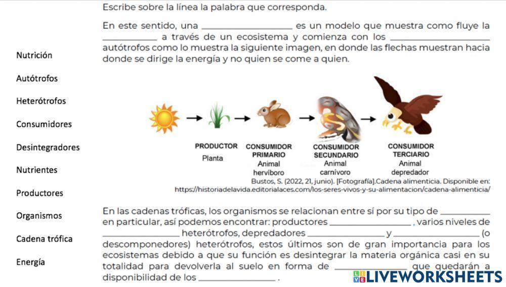 Cadena trófica online pdf worksheet | Live Worksheets