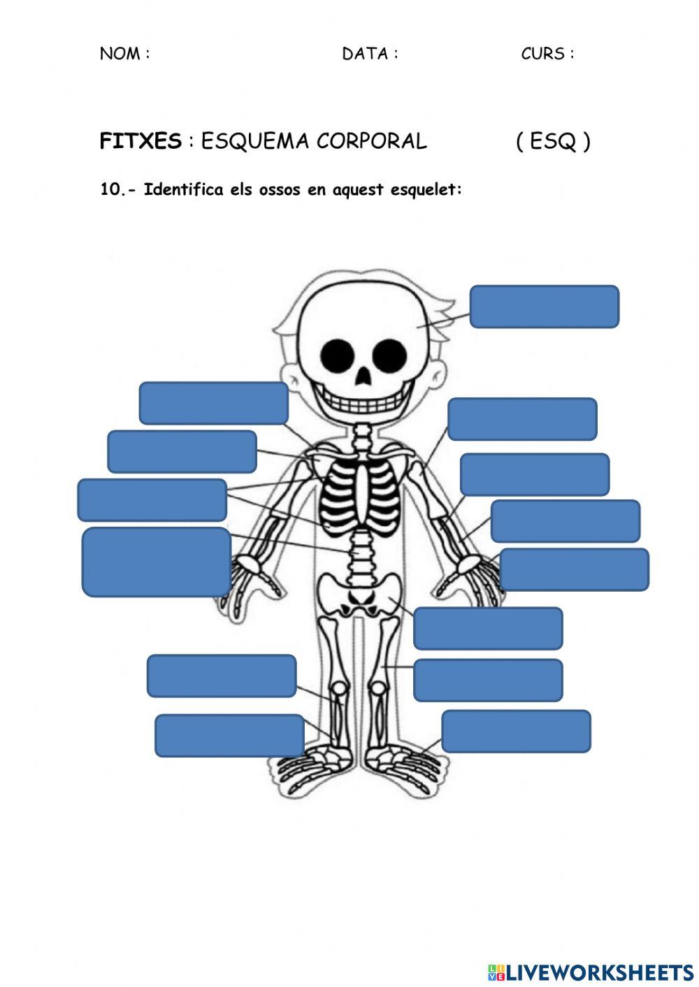 ESQ - Esquema corporal 10 worksheet | Live Worksheets