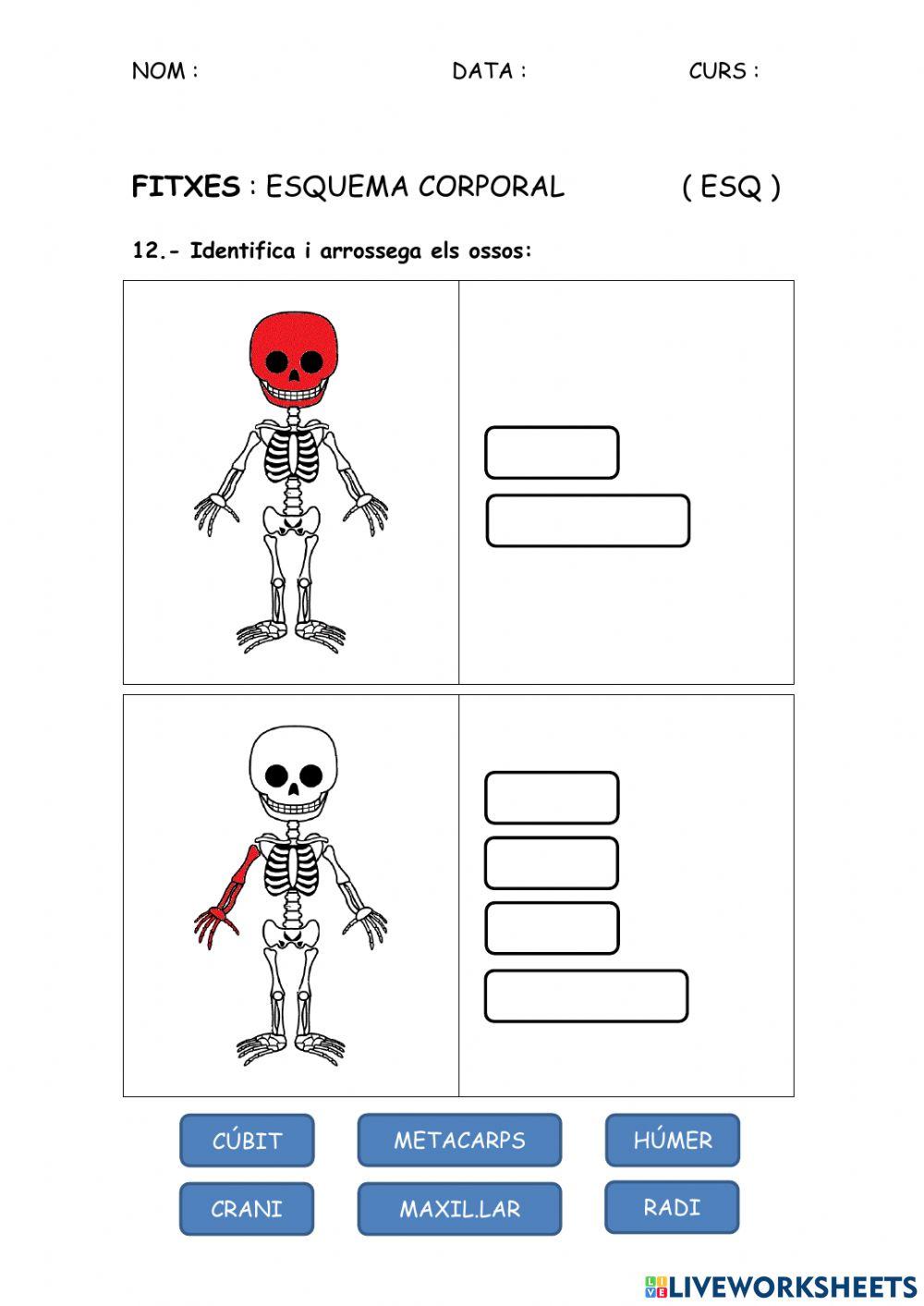 ESQ - Esquema corporal 12 worksheet | Live Worksheets
