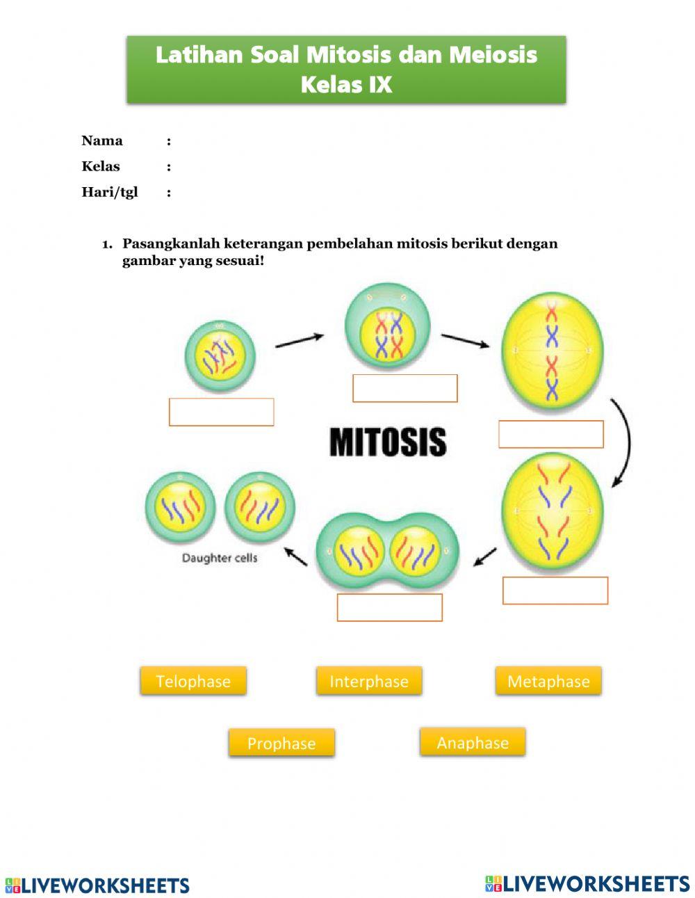 Mitosis 2129079 | Imamfaizin | Live Worksheets