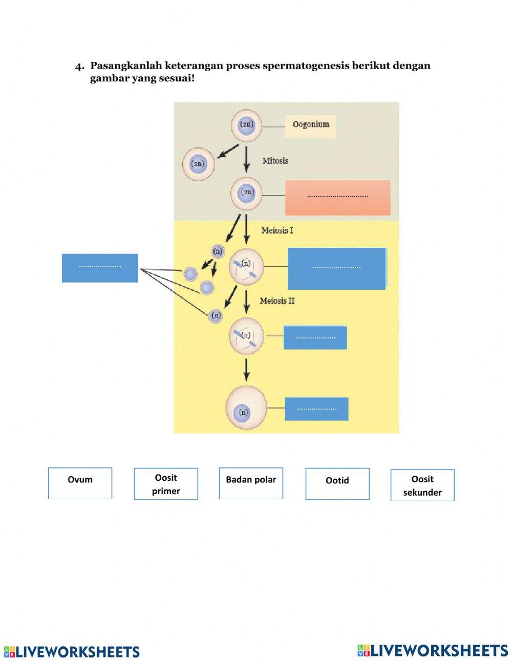 Mitosis 2129079 | Imamfaizin | Live Worksheets