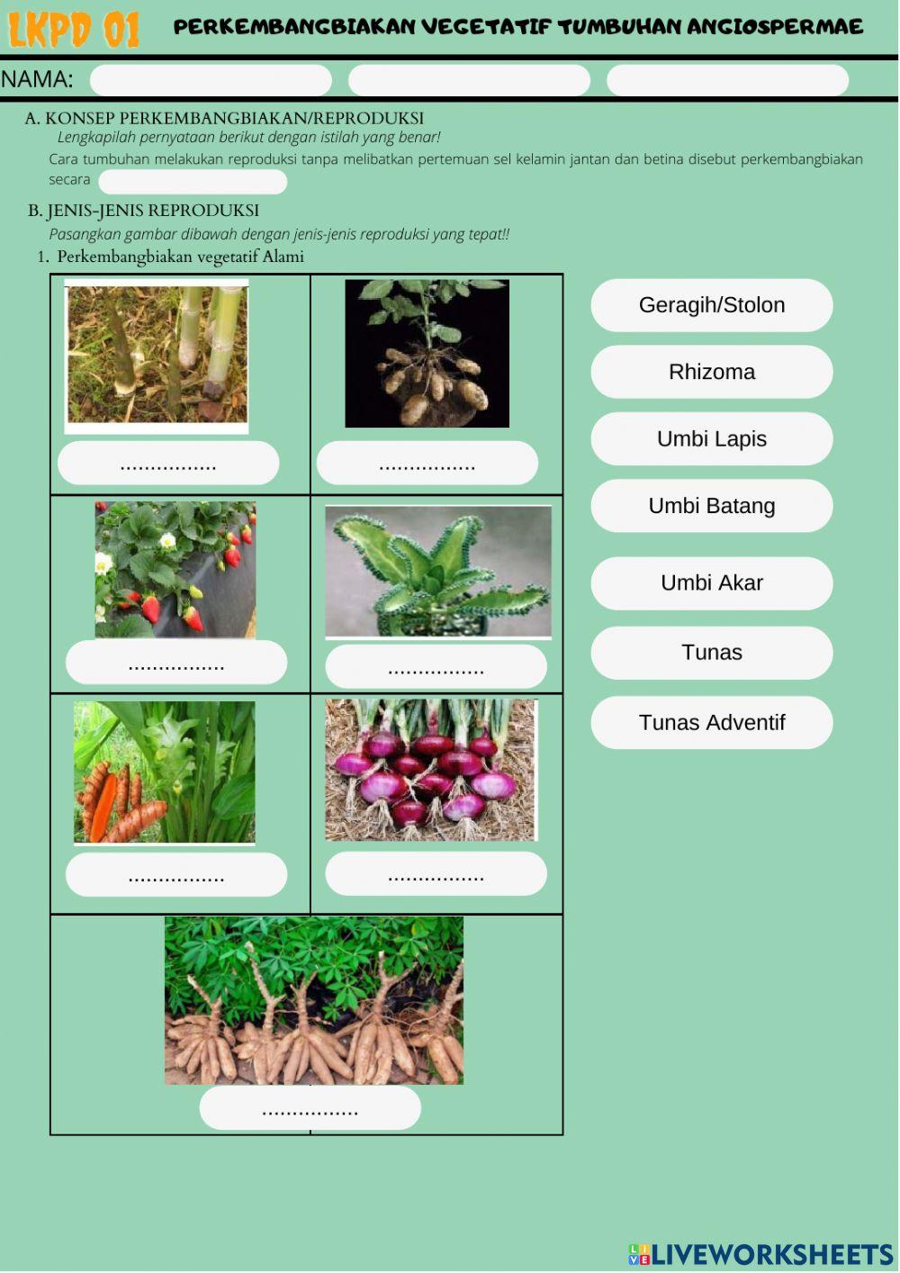Vegetatif Angiospermae interactive worksheet | Live Worksheets