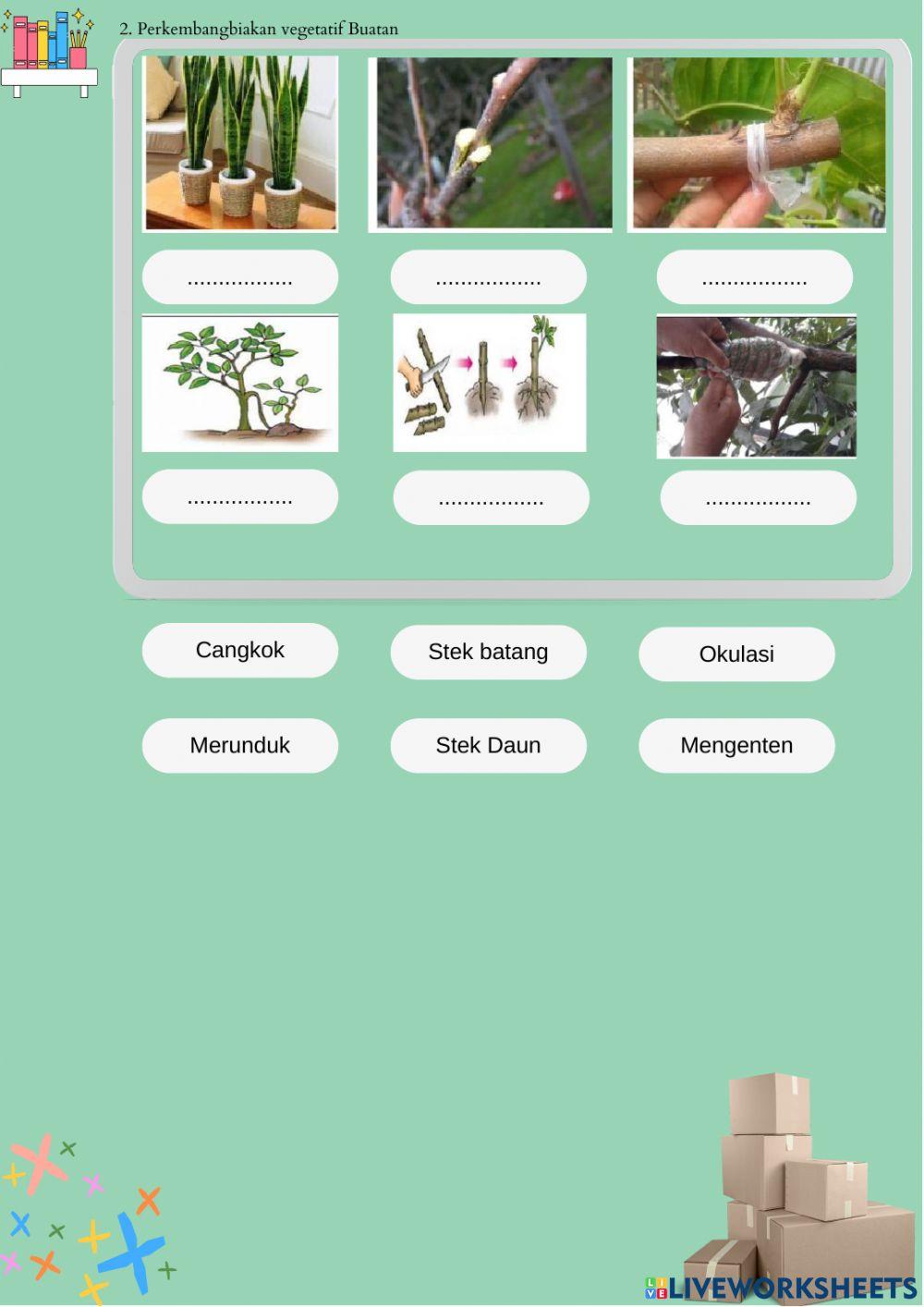 Vegetatif Angiospermae interactive worksheet | Live Worksheets