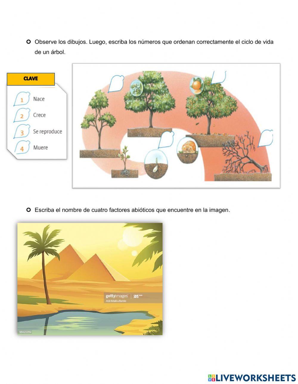 Hoja de trabajo Cesar Samudio worksheet | Live Worksheets