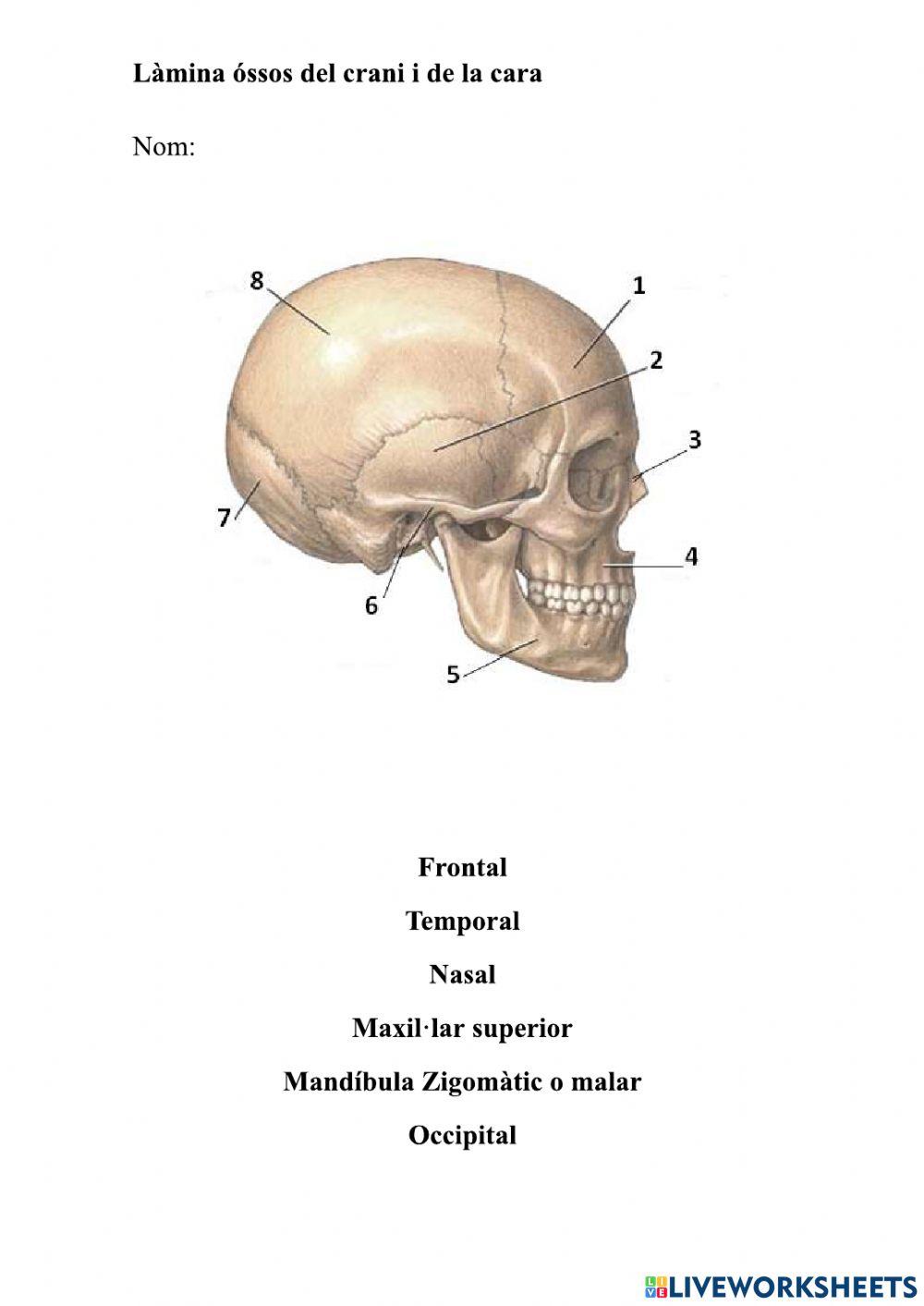 OSSOS DEL CRANI 2871498 | yvalero4 | Live Worksheets