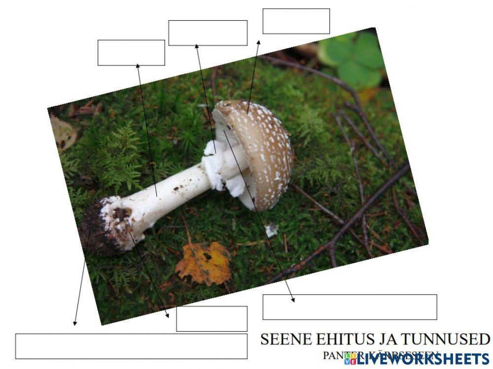 Seene ehitus worksheet | Live Worksheets