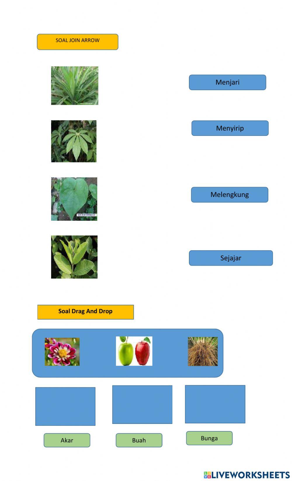 Bagia-bagian tumbuhan worksheet | Live Worksheets