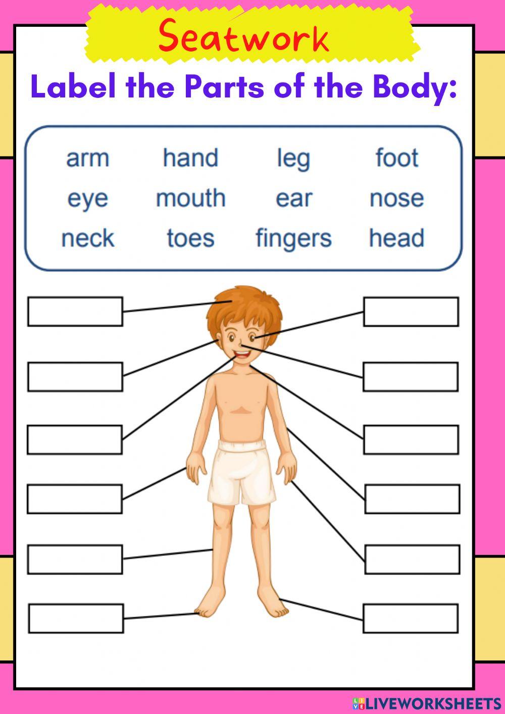 External Human Body Parts For Kids
