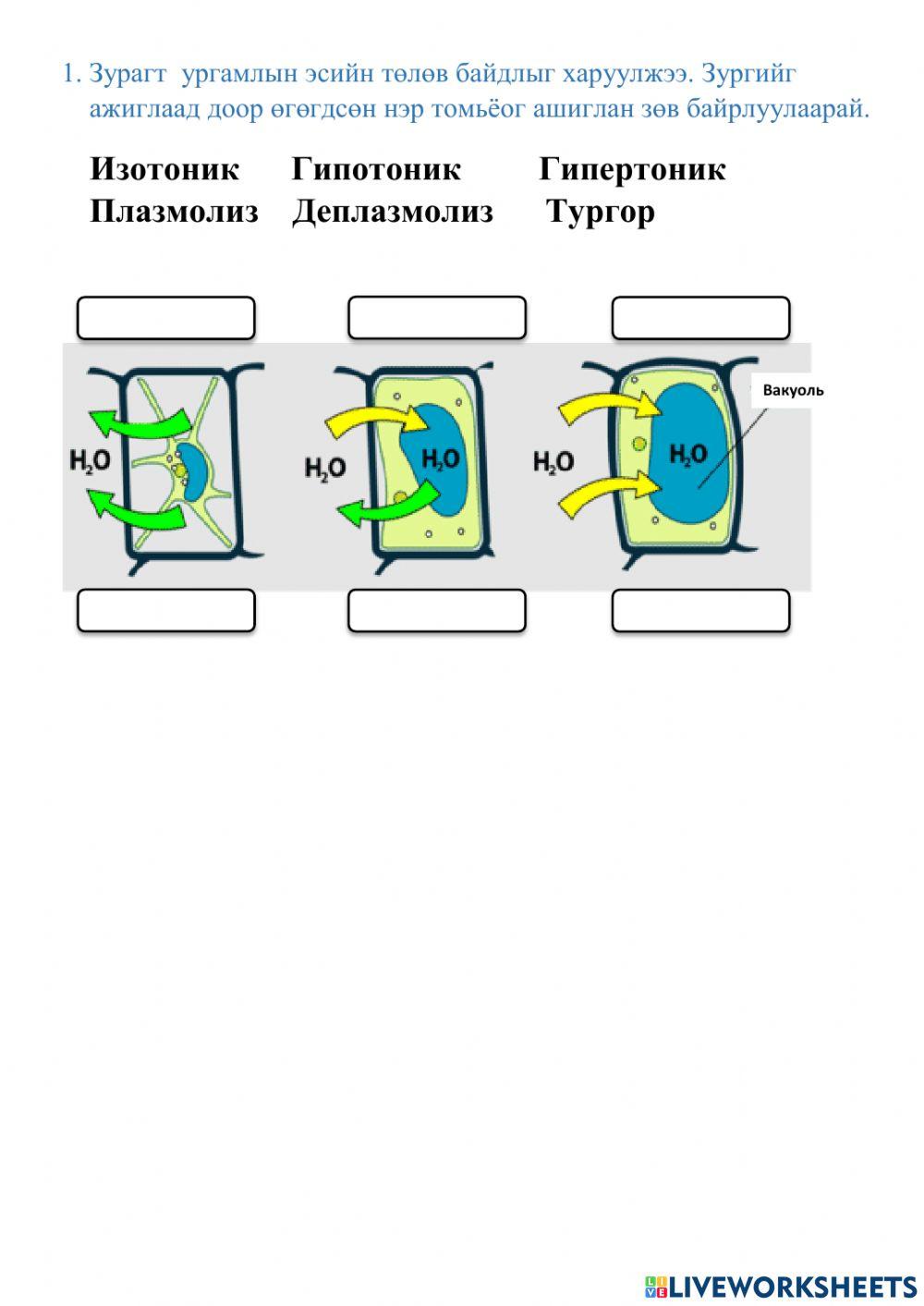 Osmosis 2148348 | Khishigbayar | Live Worksheets