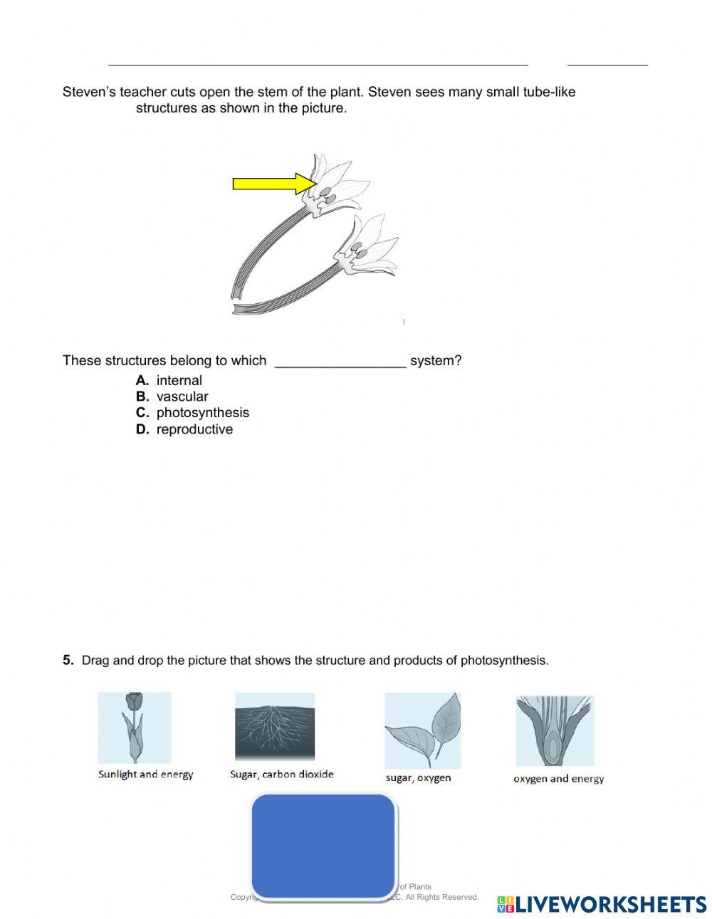 Science Internal Structures And Functions Of Plants Worksheet Live