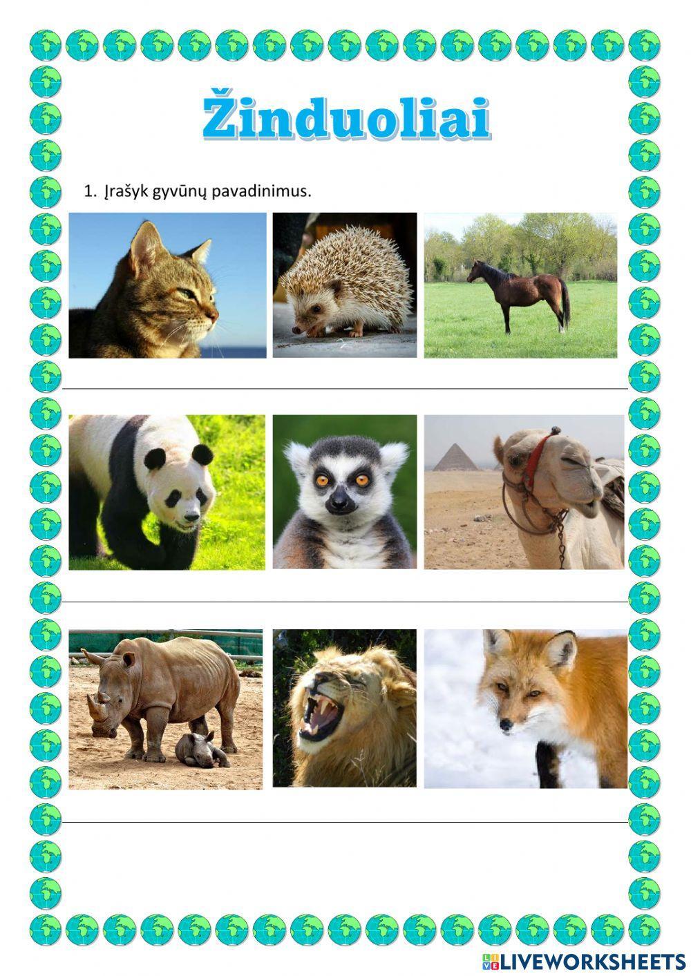 Gyvūnai interactive worksheet | Live Worksheets