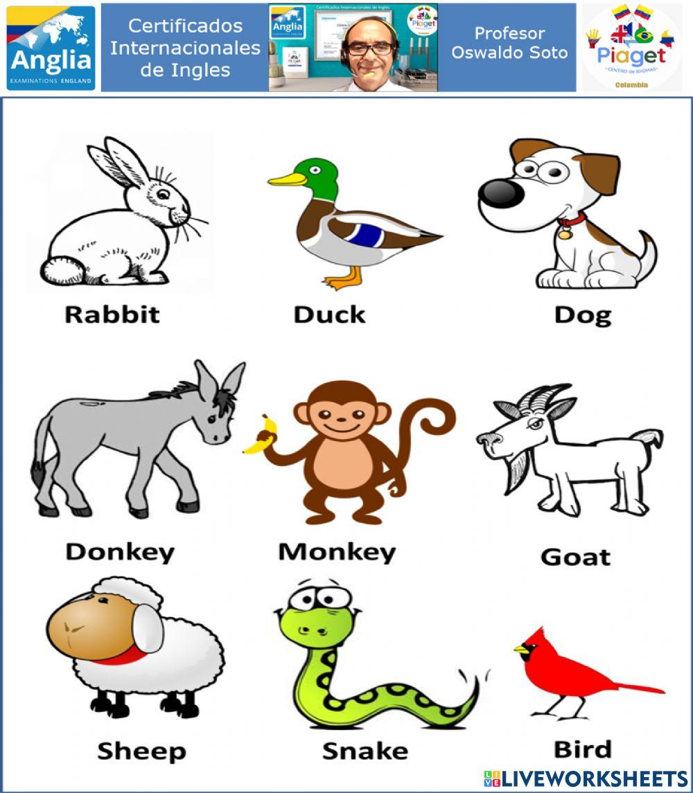 English animal 01 2152571 | Profesoroswaldosoto | Live