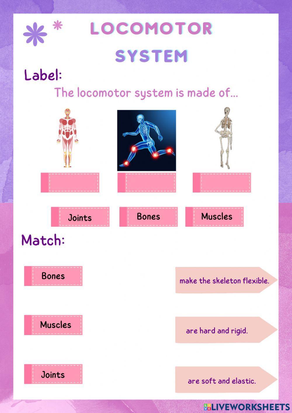 The Locomotor System Esl Worksheet By Janeco - vrogue.co