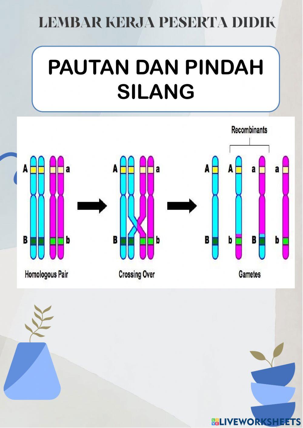 Pautan pindah s… | Free Interactive Worksheets | 2155450
